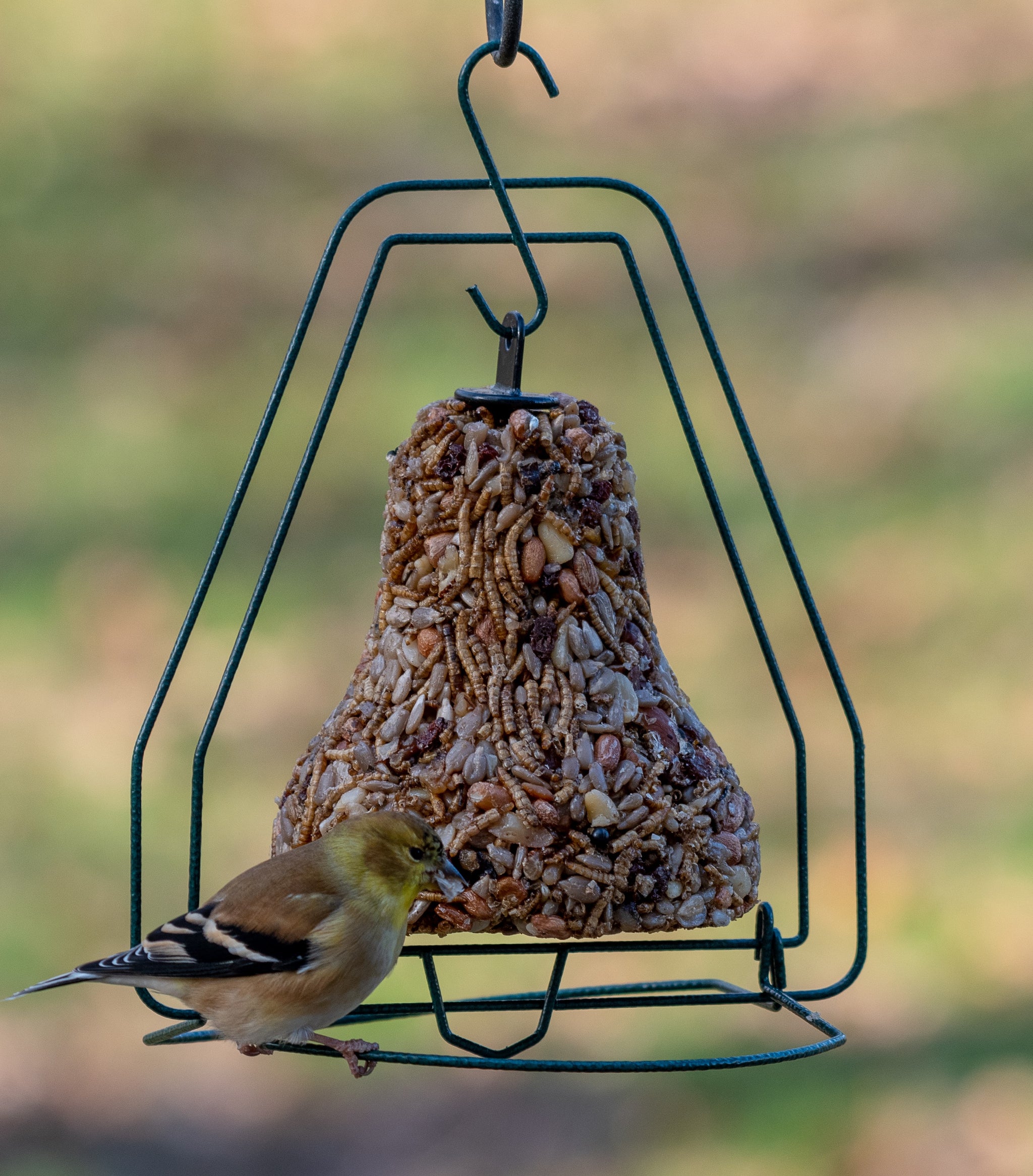 Mr. Bird — Trudy's Hallmark